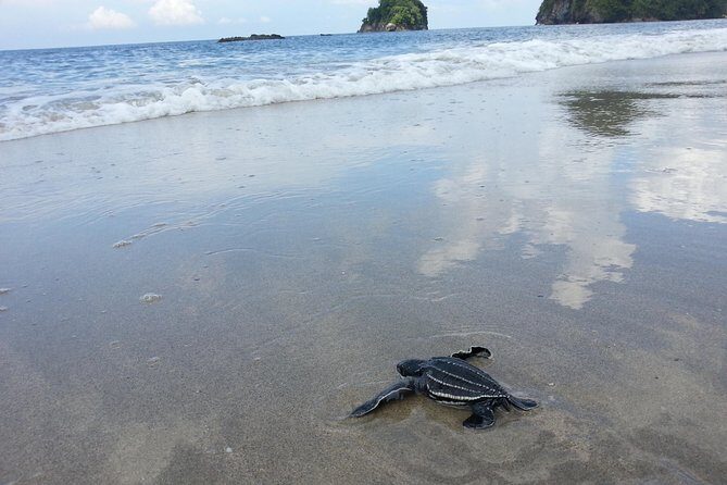 Matura Beach Turtle-Watching Experience - FAQ