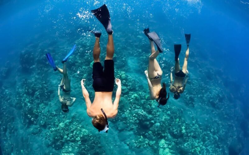 Maui: Alii Nui Turtles & Tacos Snorkel - What Travelers Are Saying