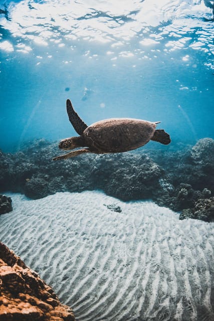 Maui: Alii Nui Turtles & Tacos Snorkel - Who Should Consider This Tour?