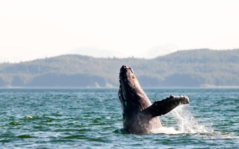 Maui: Alii Nui Whale Watch & Catamaran Sail - Analyzing the Value