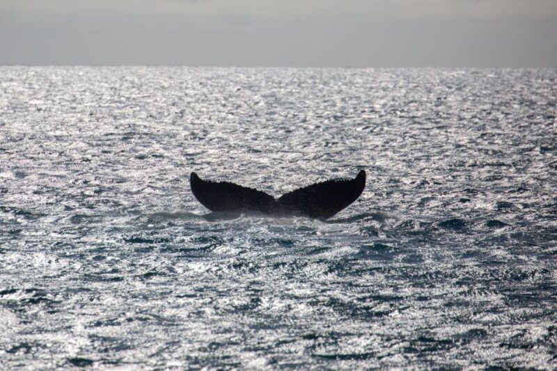 Maui: Alii Nui Whale Watch & Catamaran Sail - Who Should Consider This Tour?