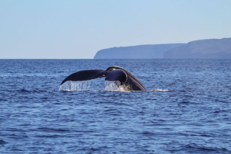 Maui: Alii Nui Whale Watch & Catamaran Sail - The Sum Up
