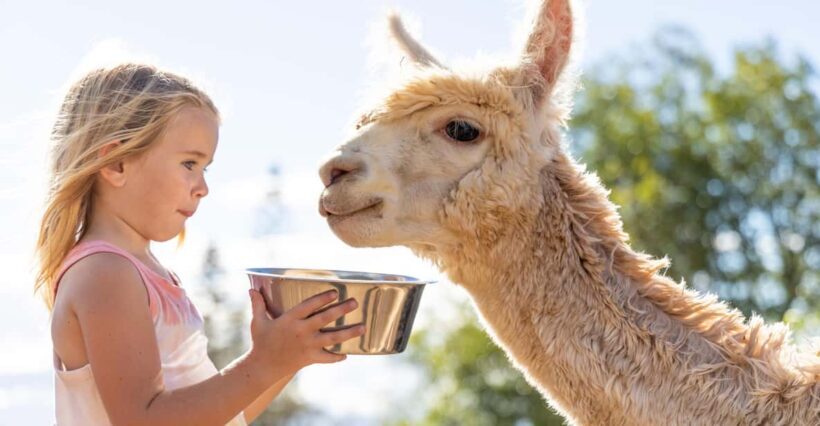 Maui: Alpaca Farm Visit with Hands-On Activities - Who Will Love This Tour?