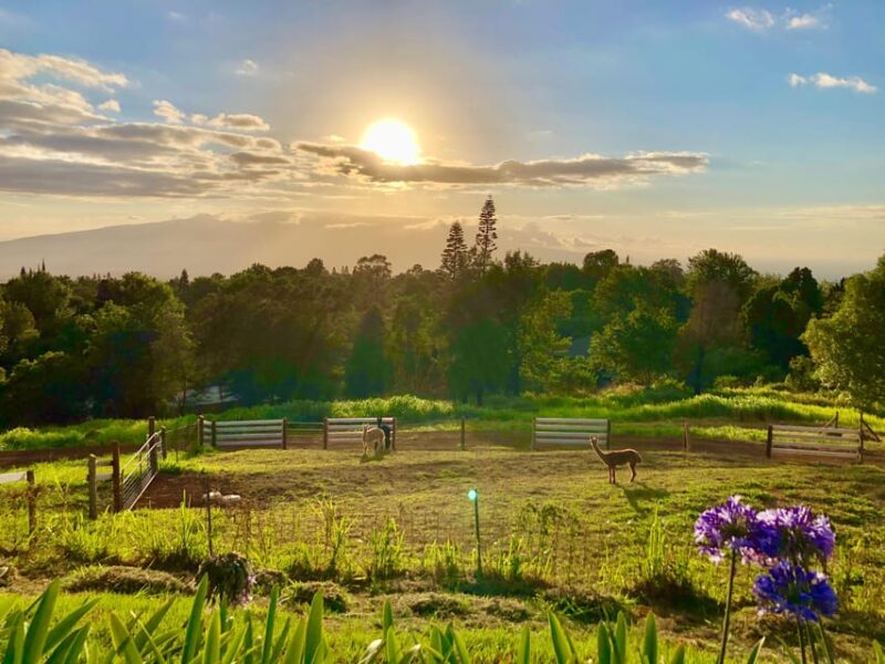 Maui: Alpaca Farm Visit with Hands-On Activities - An Overview of the Maui Alpaca Farm Tour