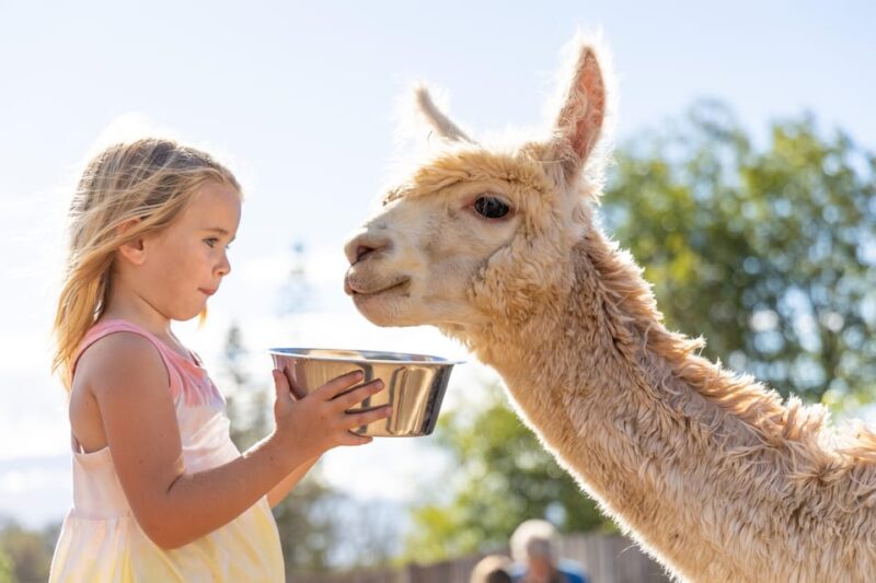 Maui: Alpaca Farm Visit with Hands-On Activities - What to Expect During Your Visit