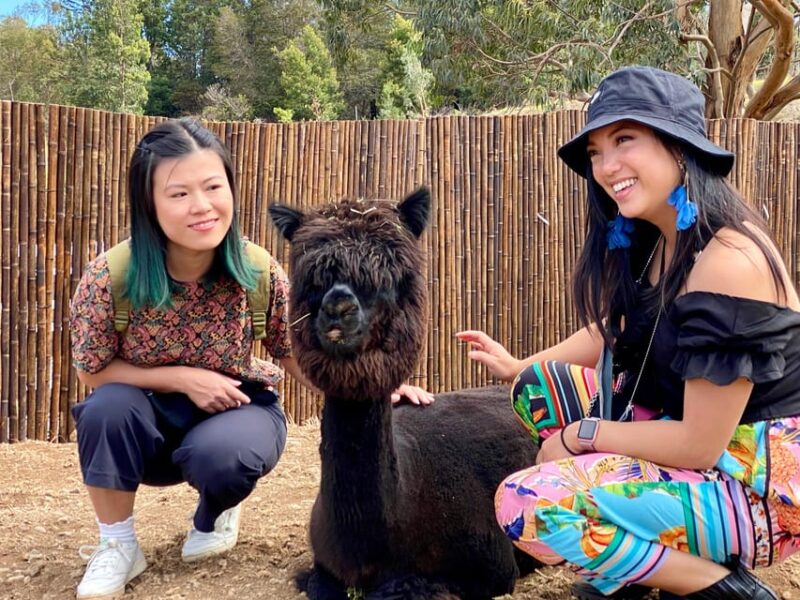 Maui: Alpaca Farm Visit with Hands-On Activities - Who Will Love This Tour?