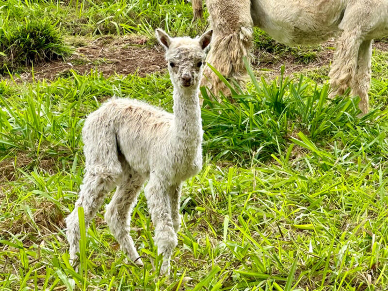 Maui: Alpaca Farm Visit with Hands-On Activities - FAQ