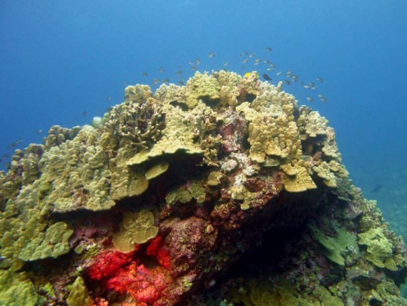 Maui Beach / Shoreline Snorkel - Key Points