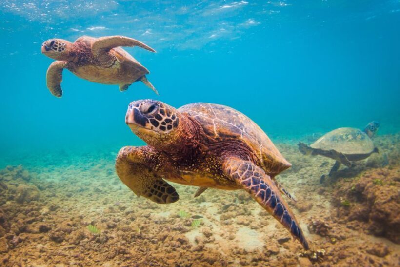 Maui Beach / Shoreline Snorkel - A Closer Look at the Maui Beach / Shoreline Snorkel Experience
