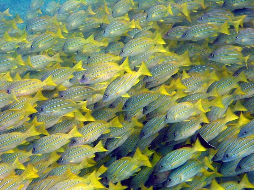 Maui Beach / Shoreline Snorkel - Authentic Maui Underwater Encounters