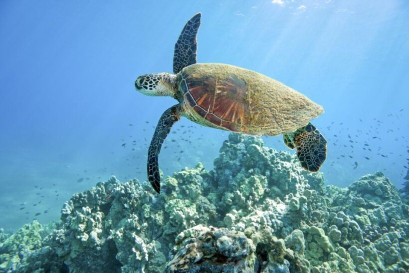 Maui: Beginner Discovery Scuba Dive Excursion from Lahaina - Similar Experiences to Consider