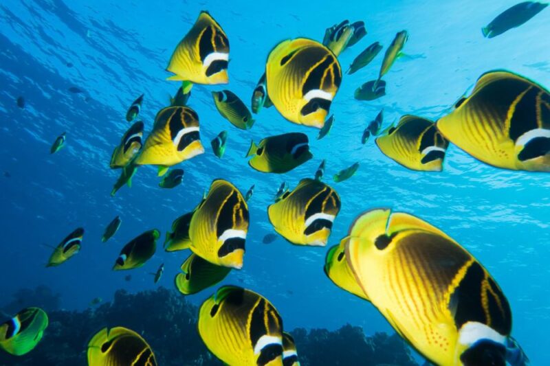 Maui: Beginner Discovery Scuba Dive Excursion from Lahaina - What Makes This Experience Special