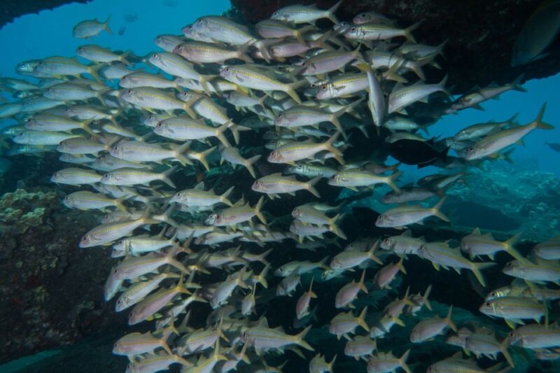 Maui: Beginner Discovery Scuba Dive Excursion from Lahaina - Authentic Experiences from Travelers