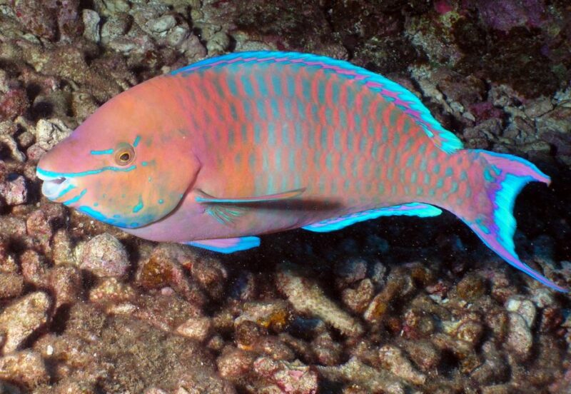 Maui: Beginner Discovery Scuba Dive Excursion from Lahaina - Who Should Sign Up?