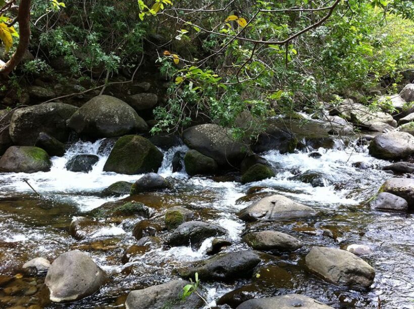 Maui: Best of Maui/Haleakala - Sips, Sites & Bites - Who Will Love This Tour?