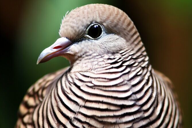 Maui Birdwatching at Maui Bird House - Is It Worth the Price? Analyzing the Value