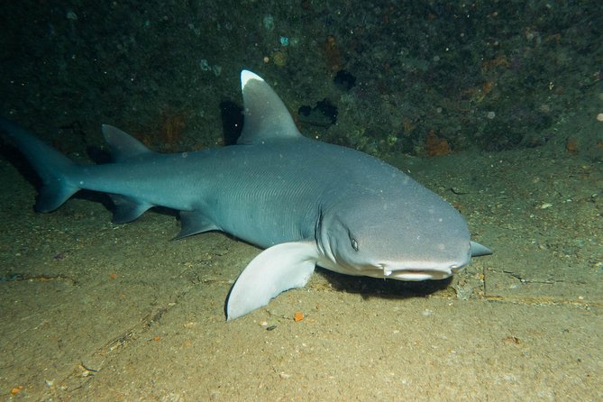 Maui Certified Shore Diving From Lahaina - Highlights From Customer Reviews