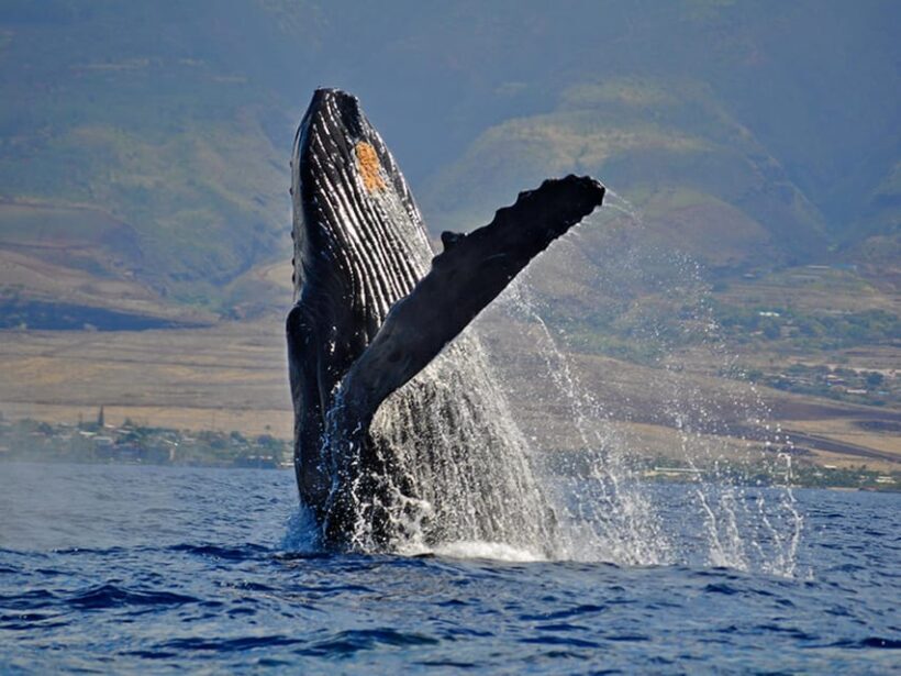 Maui: Custom Elite Tour with Escalade & Meals - Outdoor Fun and Refreshing Breaks