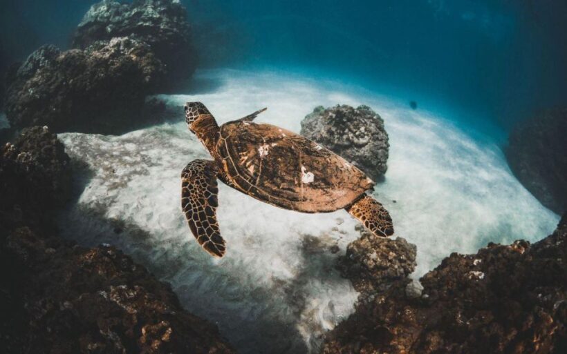 Maui: Deluxe Molokini Snorkel with Breakfast & Lunch - Setting Sail from Maalaea Harbor