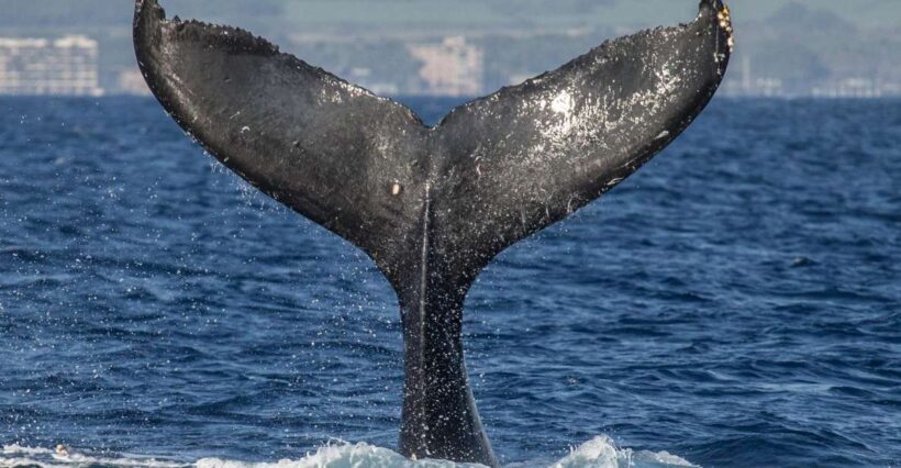 Maui: Deluxe Whale Watch Sail & Lunch from Ma`alaea Harbor - Key Points