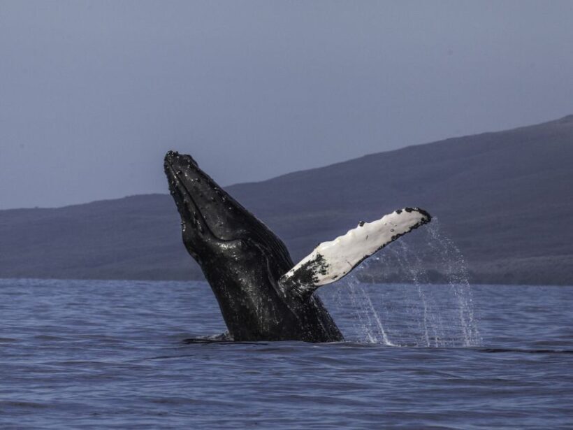 Maui: Deluxe Whale Watch Sail & Lunch from Ma`alaea Harbor - Setting the Scene: Why Choose This Tour?