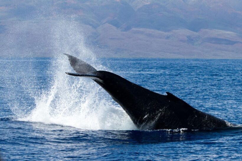 Maui: Deluxe Whale Watch Sail & Lunch from Ma`alaea Harbor - The Itinerary: What Does the 3 Hours Look Like?