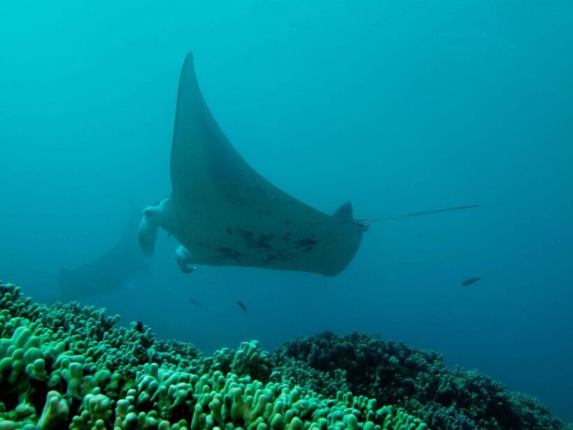 Maui: Eco-Friendly Conservation Scuba Dive Certified Divers - An Authentic, Purpose-Driven Underwater Experience