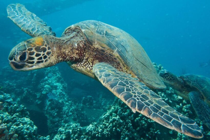 Maui: Eco-Friendly Conservation Scuba Dive Certified Divers - FAQ