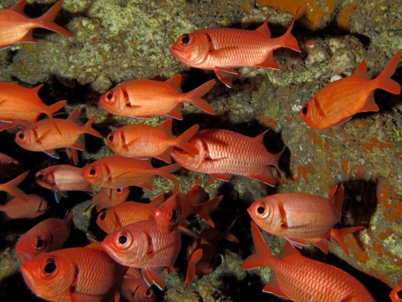 Maui: Eco-Friendly Conservation Scuba Dive Certified Divers - Who Will Appreciate This Tour