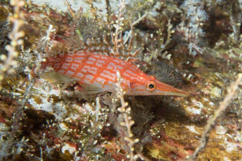 Maui: Eco-Friendly Conservation Scuba Dive Certified Divers - Final Thoughts