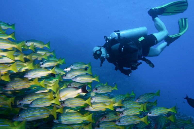 Maui: Eco-Friendly Conservation Scuba Dive Certified Divers - FAQ
