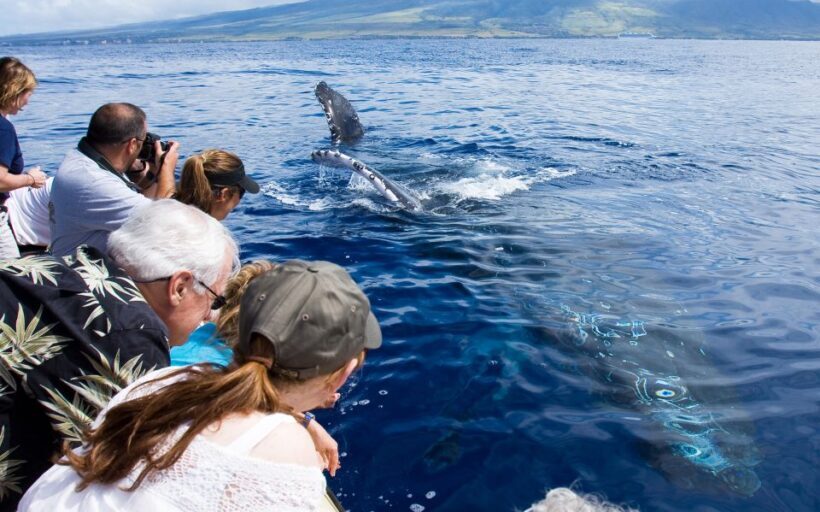 Maui: Eco-Friendly Whale Watching Tour from Ma'alaea Harbor - An Overview of the Experience