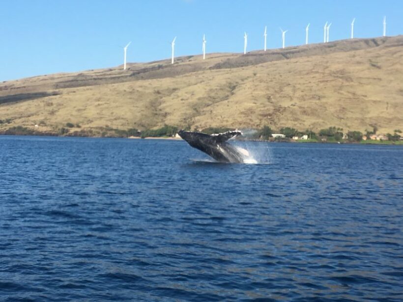 Maui: Eco-Friendly Whale Watching Tour from Ma'alaea Harbor - The Value of Your Investment