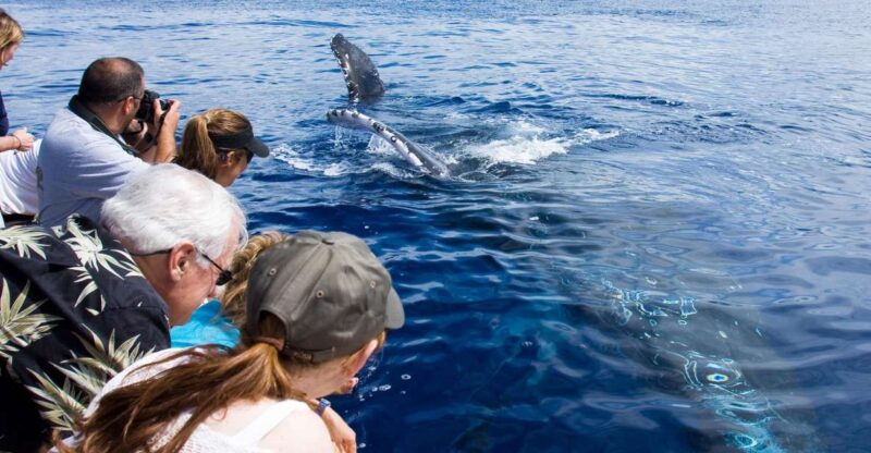 Maui: Eco-Friendly Whale Watching Tour from Ma'alaea Harbor - A Potential Drawback for Some Travelers
