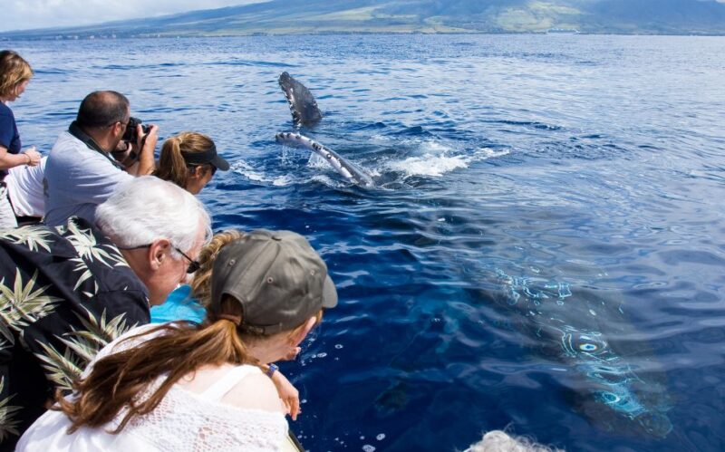 Maui: Eco-Friendly Whale Watching Tour from Ma'alaea Harbor - An In-Depth Look at the Itinerary