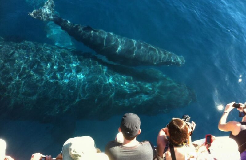 Maui: Eco-Friendly Whale Watching Tour from Ma'alaea Harbor - Final Thoughts: Is It Worth It?