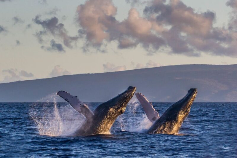 Maui: Eco-Friendly Whale Watching Tour from Ma'alaea Harbor - FAQs