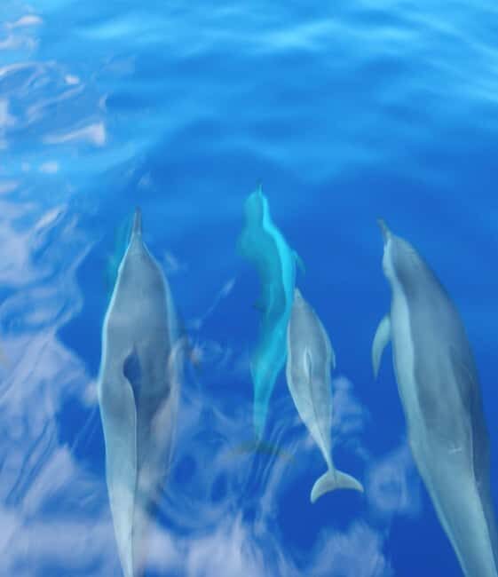 Maui: Eco-Raft Dolphin Watch Tour with Snacks - What to Bring and What to Expect