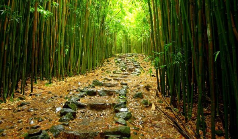 Maui: Full Day Hiking Tour with Lunch - The Value of the Experience