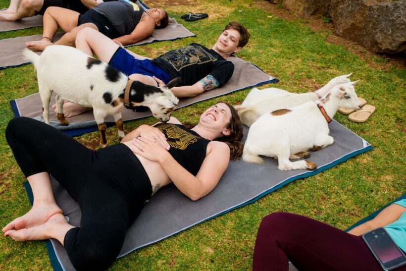 Maui Goat Yoga with Miniature Goats - Key Points