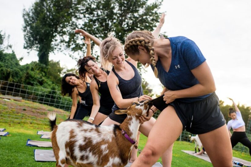 Maui Goat Yoga with Miniature Goats - The Itinerary and Experience Breakdown