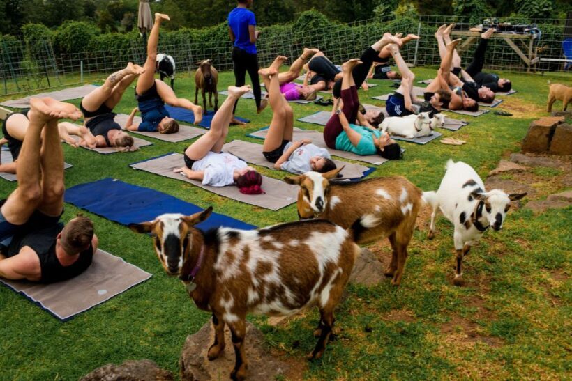 Maui Goat Yoga with Miniature Goats - Practical Tips for Visitors