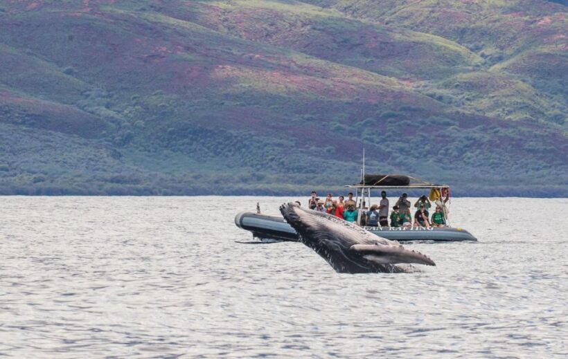 Maui: Guided Whale Watching Tour on Eco Raft - The Itinerary and What You Can Expect