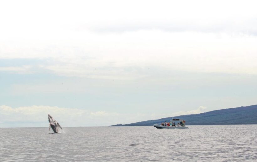 Maui: Guided Whale Watching Tour on Eco Raft - Watching the Whales in Action
