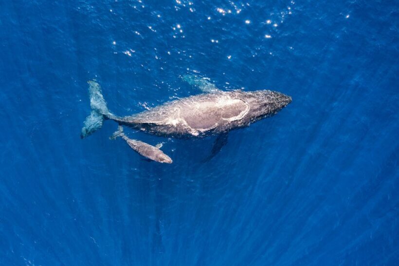 Maui: Guided Whale Watching Tour on Eco Raft - Authentic Experiences and Customer Feedback