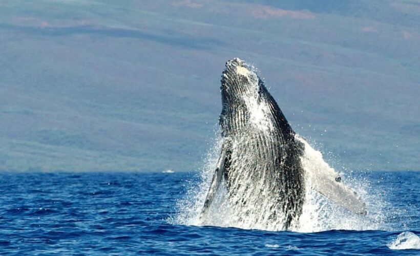 Maui: Guided Whale Watching Tour on Eco Raft - Who Should Consider This Tour?