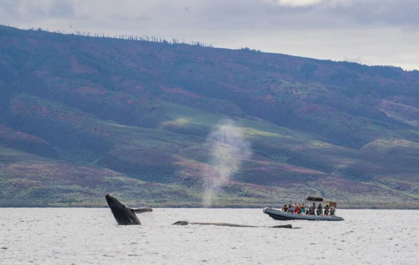 Maui: Guided Whale Watching Tour on Eco Raft - FAQ