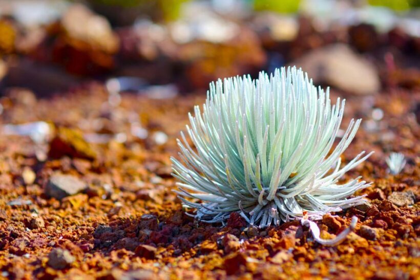 Maui: Haleakala Sunrise Eco Tour with Breakfast - Breakfast in Paia: A Delicious Finish