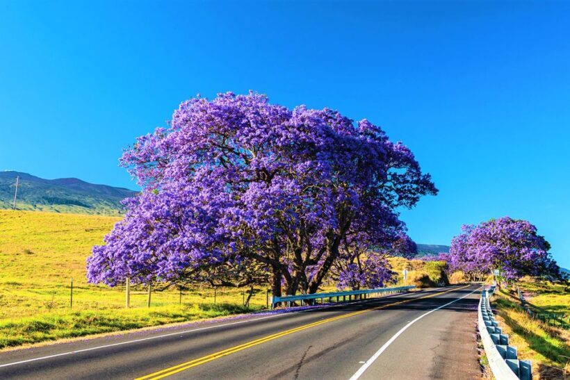 Maui: Haleakala Sunrise Eco Tour with Breakfast - Who Is This Tour Best For?