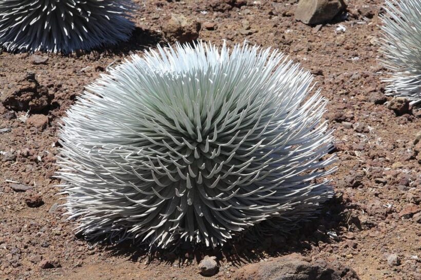 Maui: Haleakala Sunrise Tour with Pick-up - FAQ